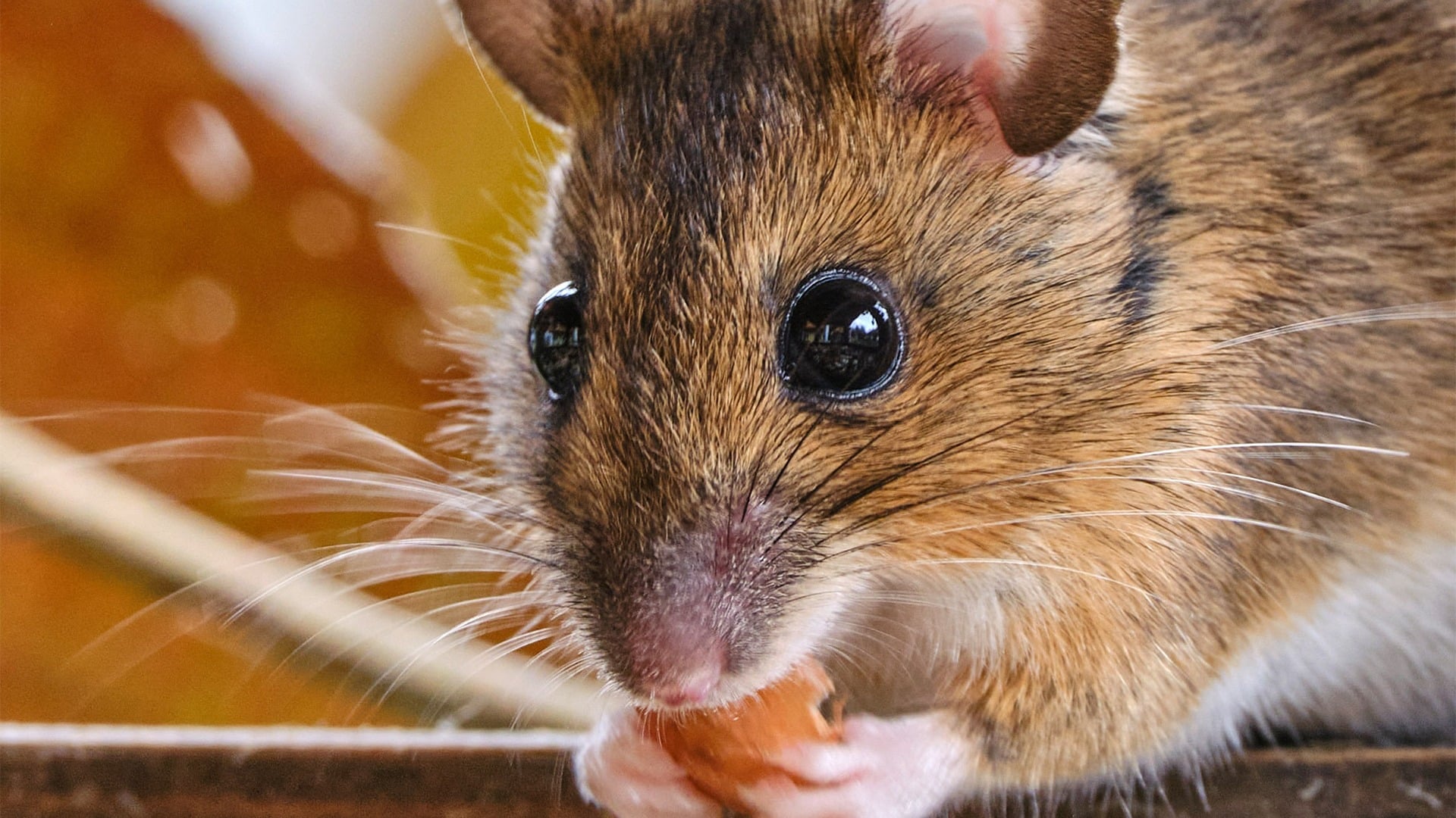 The Most Effective Rodent Extermination Methods: Comparison and Tips ...